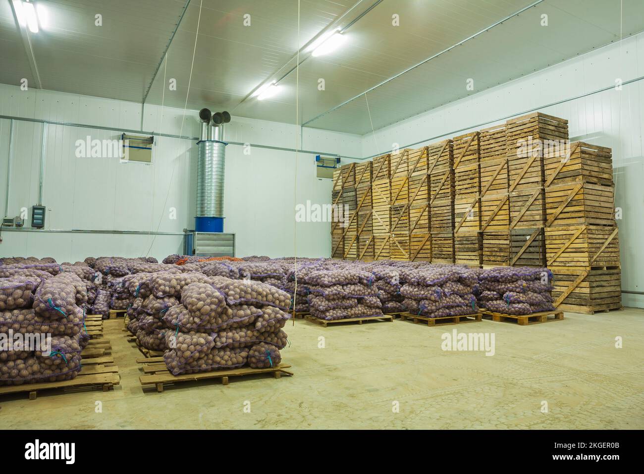potato in storage house Stock Photo - Alamy