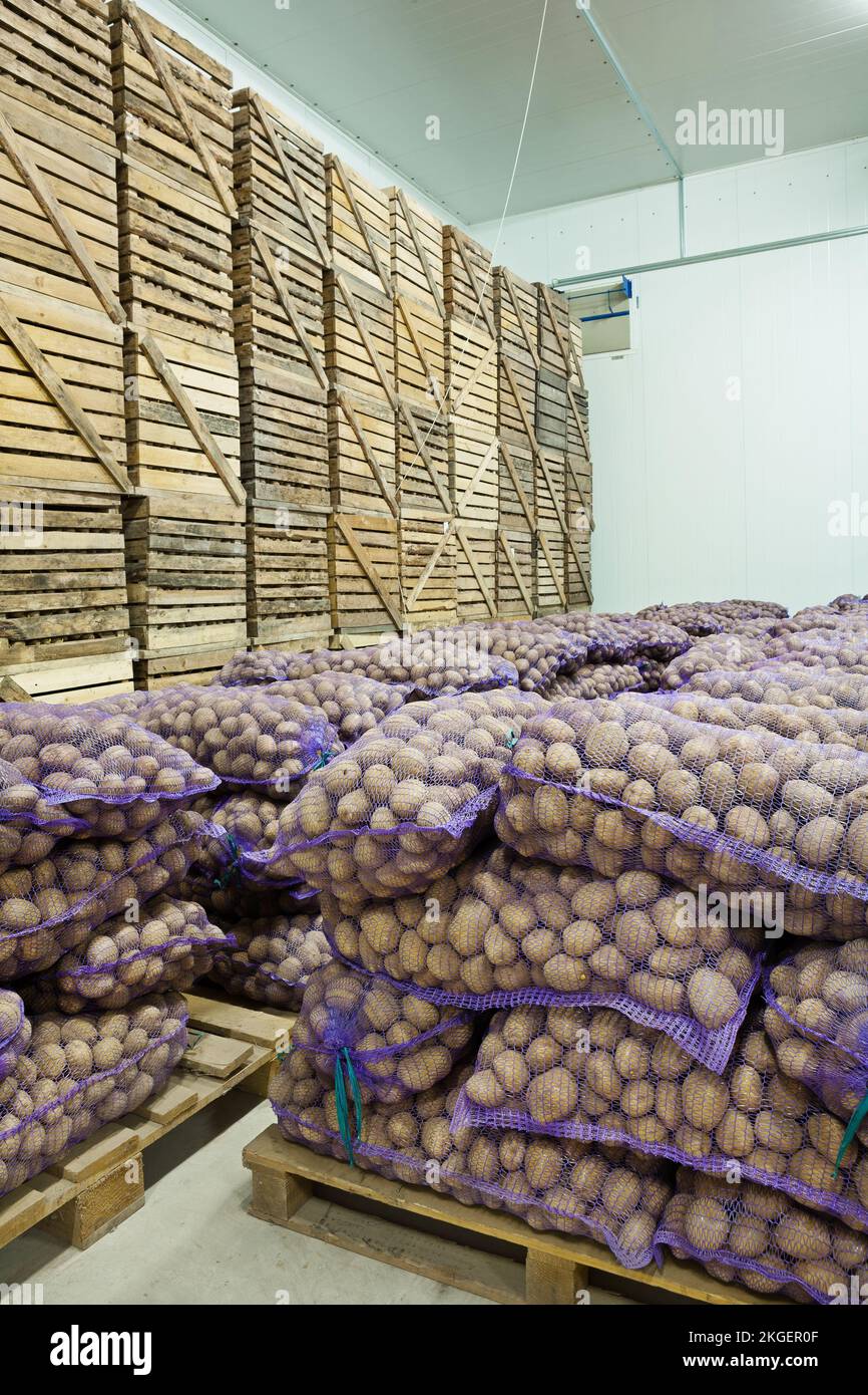 potato in storage house Stock Photo - Alamy