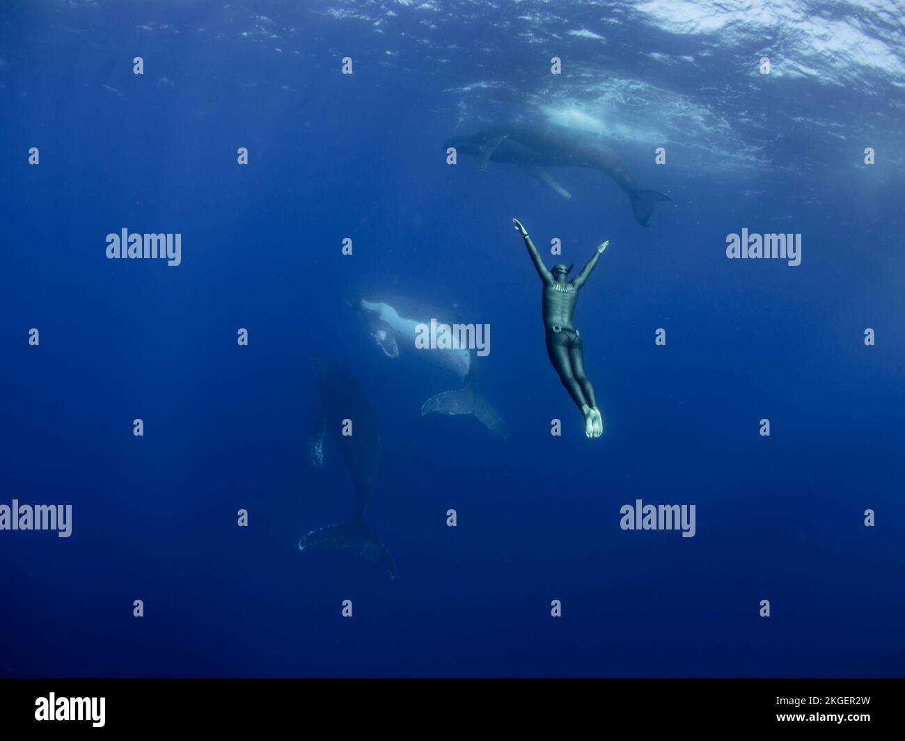 A freediver swimming with humpback whales. The Kingdom of Tonga ...
