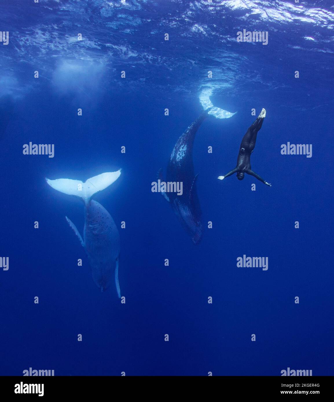 Diving with a mother and calf. The Kingdom of Tonga, Australia ...