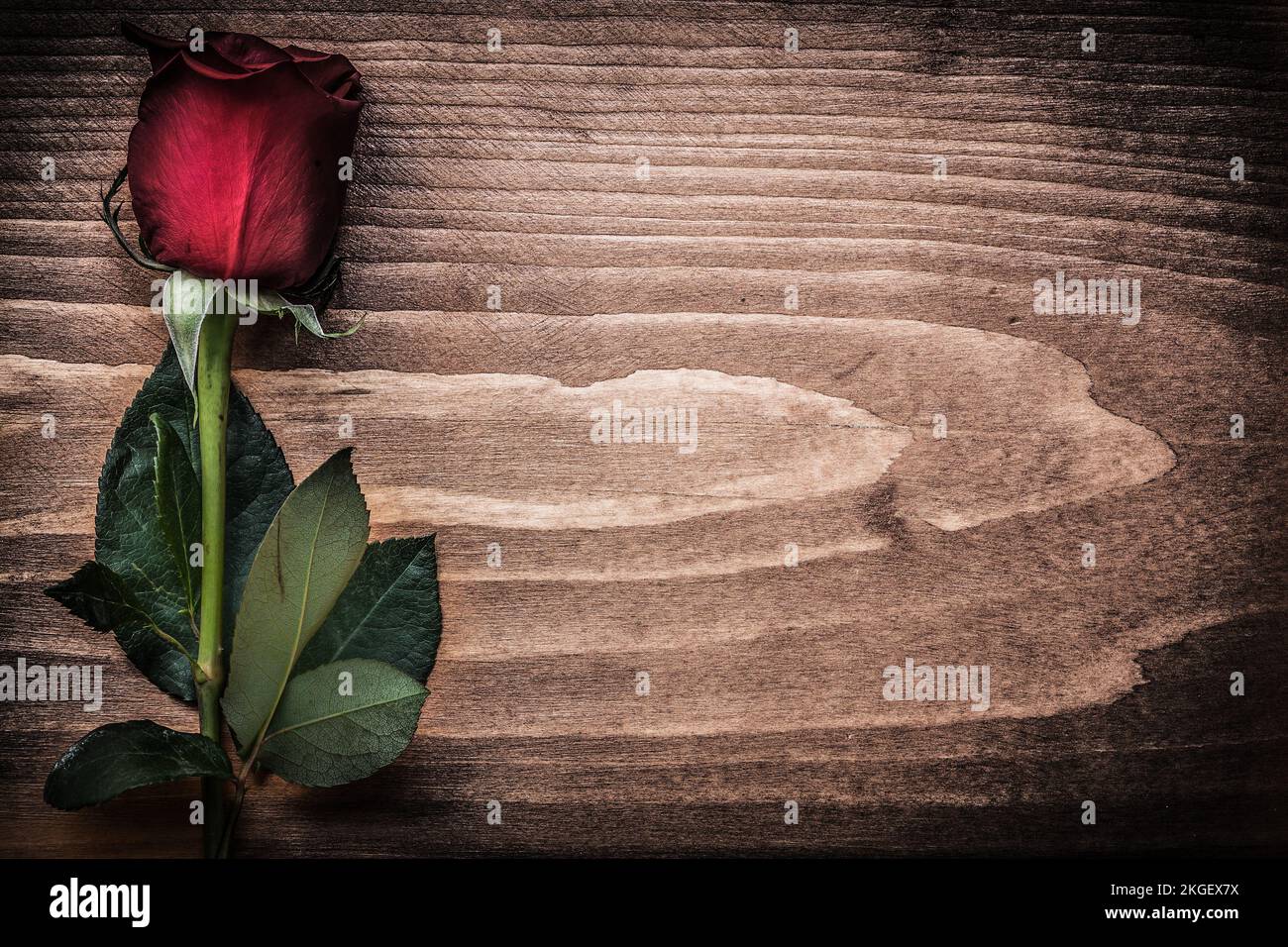 Red expanded aromatic rose on wooden board holidays concept Stock Photo ...
