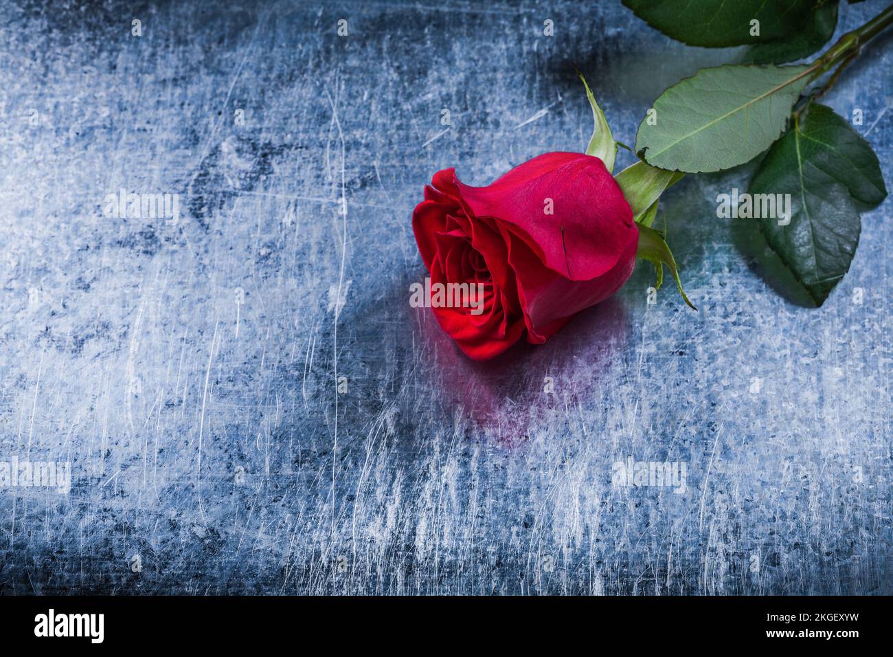 Red rose on scratched metallic background holiday concept Stock Photo ...