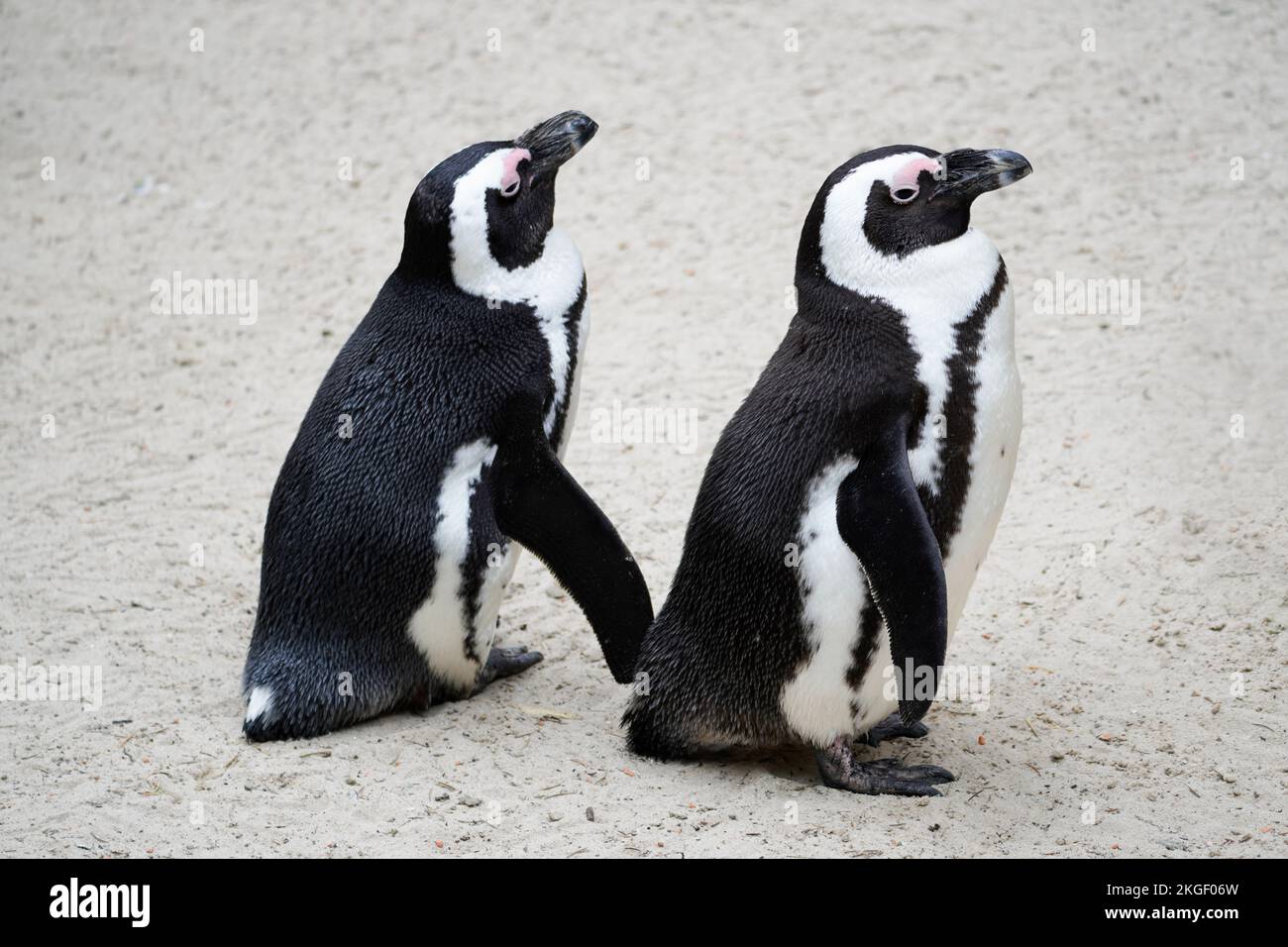 Portrait of an African penguin. Spheniscus demersus Stock Photo - Alamy