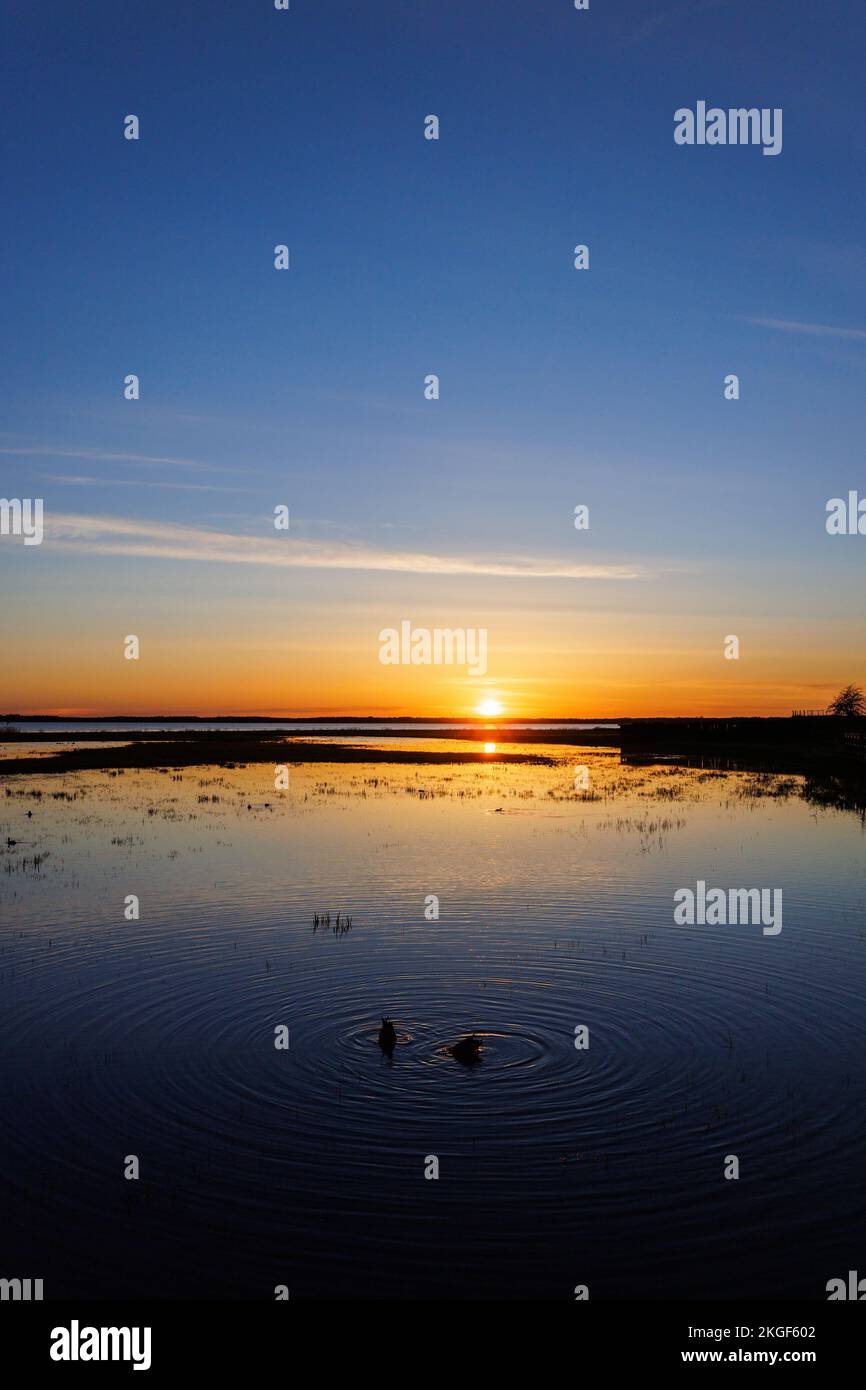 Birds foraging beach hi-res stock photography and images - Alamy