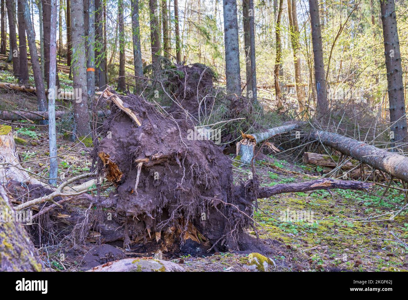 Coniferous tree windthrow hi-res stock photography and images - Alamy