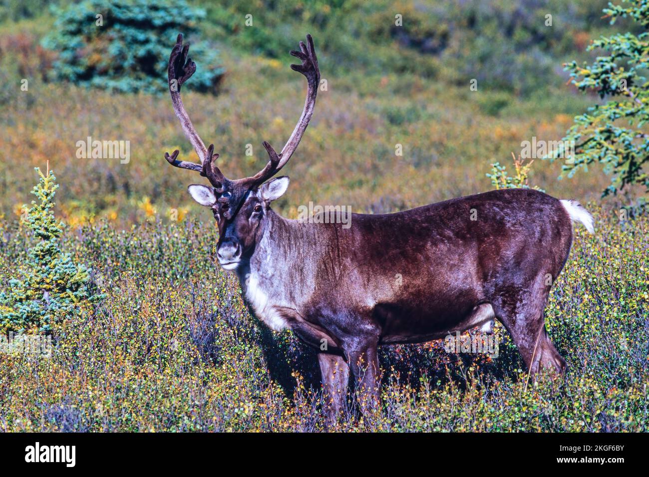 Caribou with big antlers in the wilderness Stock Photo - Alamy
