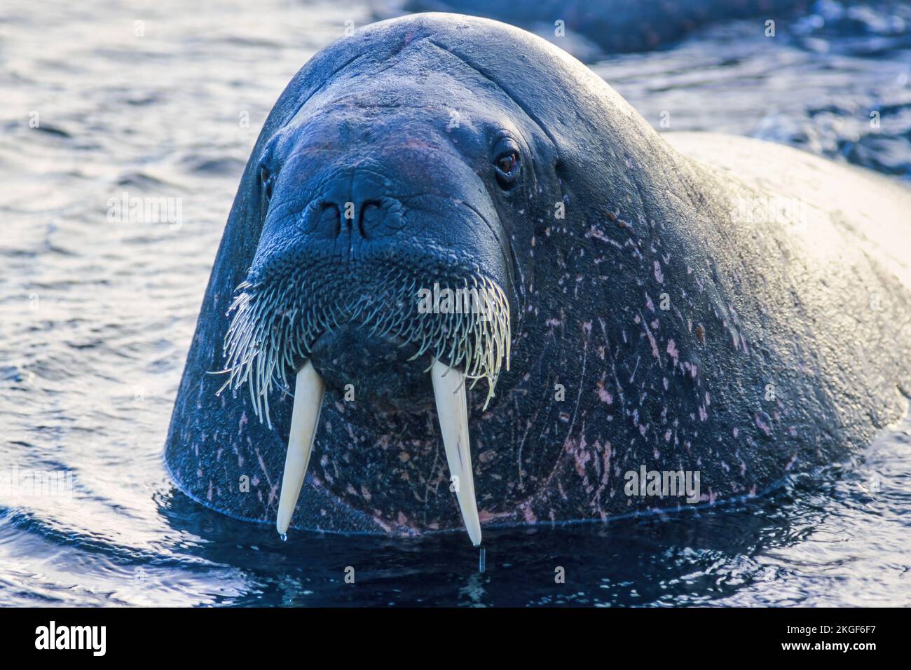 walrus portrait in the sea Stock Photo - Alamy