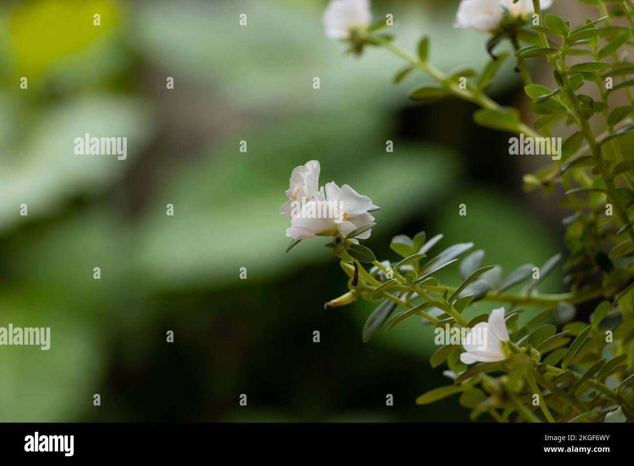 Side View Of Beautiful White Ten o'clock flower Stock Photo - Alamy