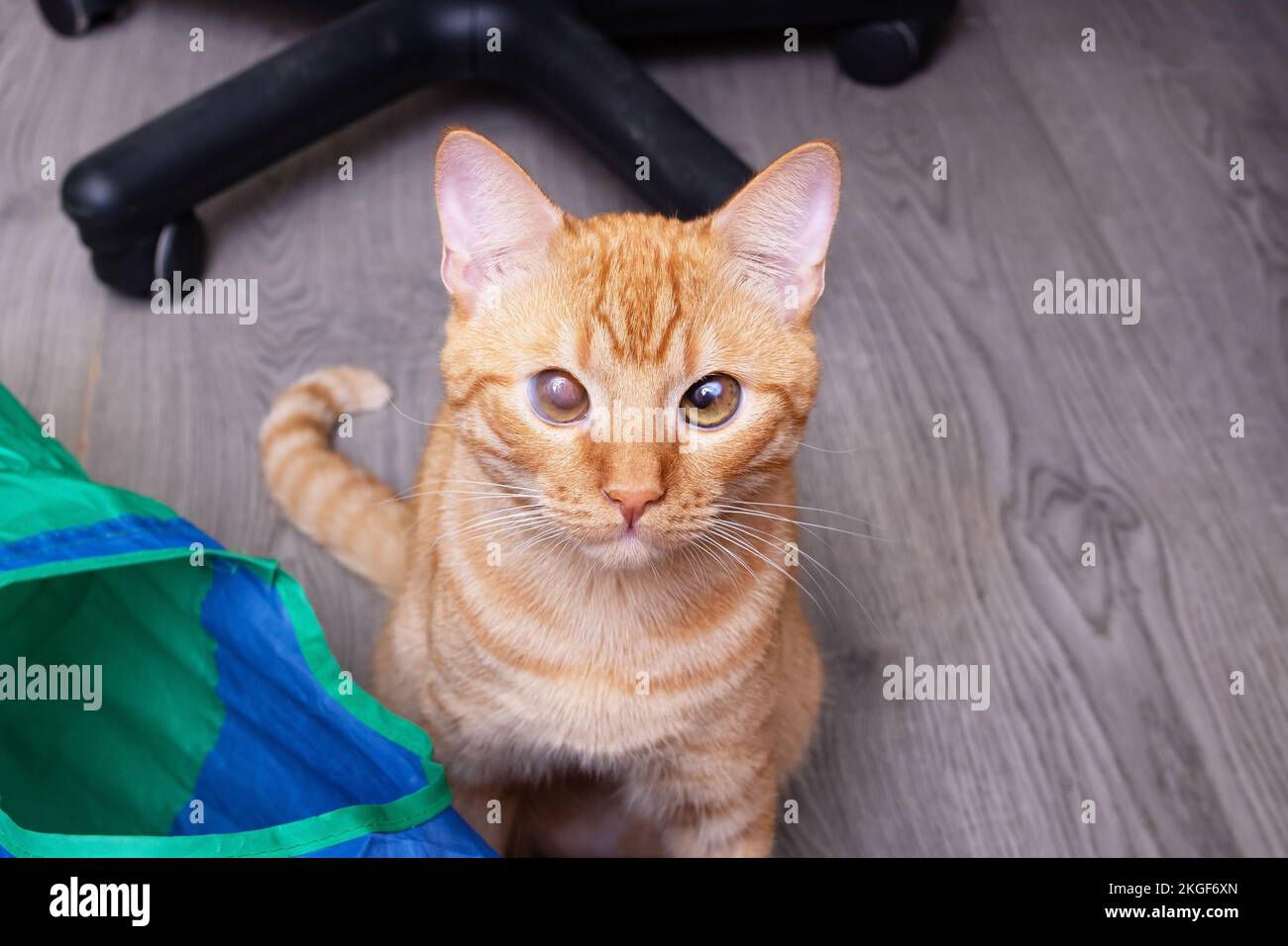 Red cat with a sore eye close-up portrait Stock Photo - Alamy
