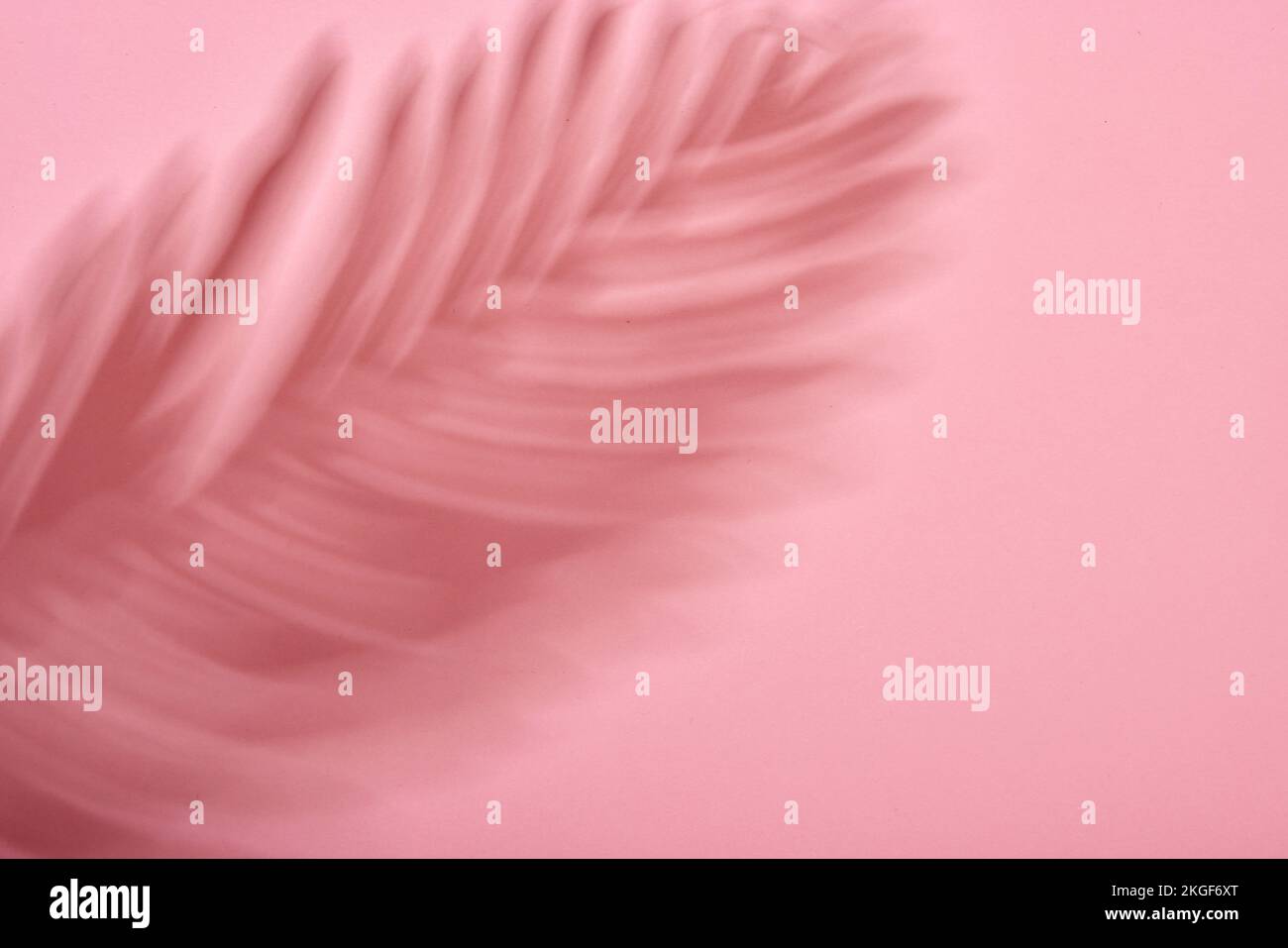 Summer day tropical plams shadow on pink background Stock Photo - Alamy