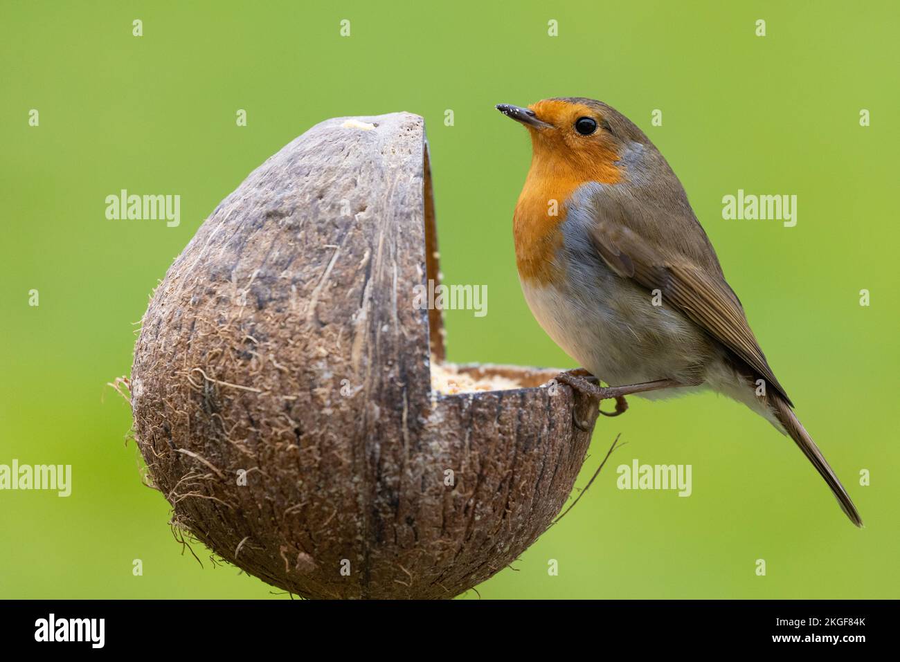 European Robin [ Erithacus rubecula ] feeding at seed and fat filled ...