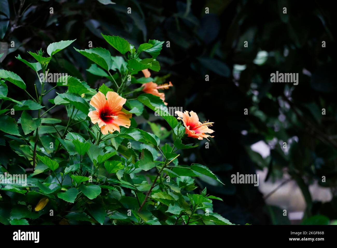 Orange Color Hibiscus Rosa Sinensis Flower And Plant Stock Photo - Alamy