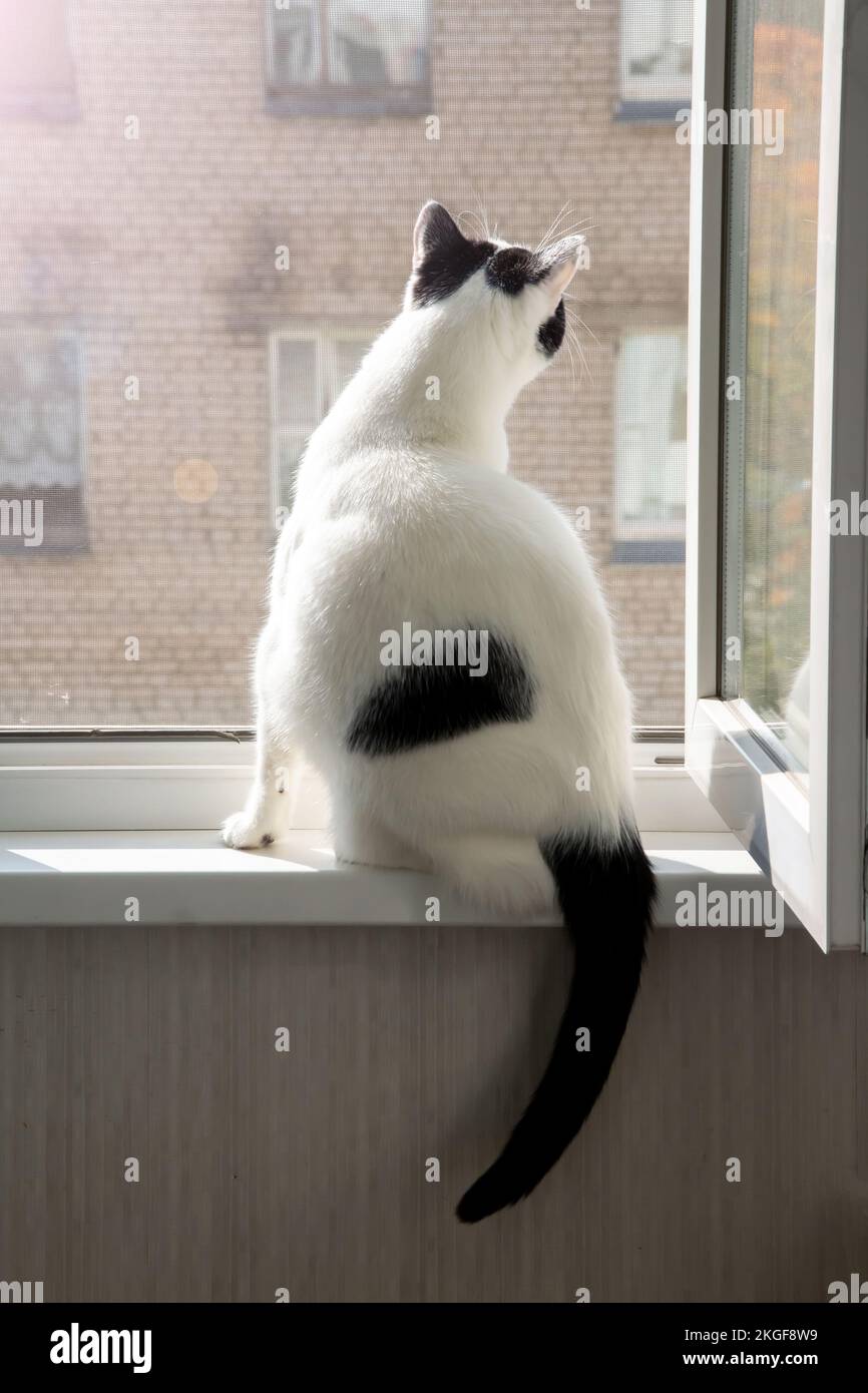 Fat white cat hi-res stock photography and images - Alamy