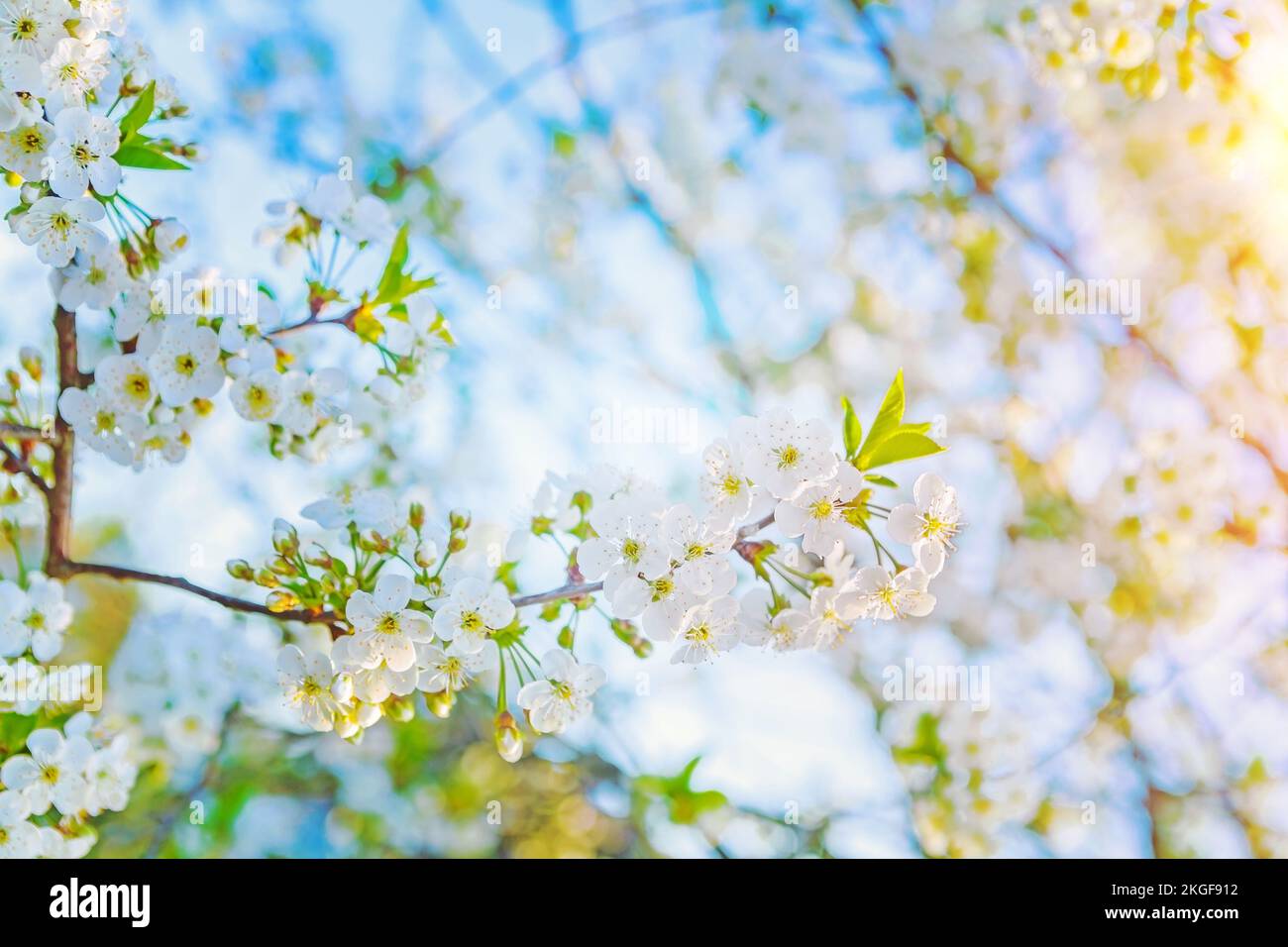 sunny spring flowers of blossoming cherry tree instagram stile Stock ...