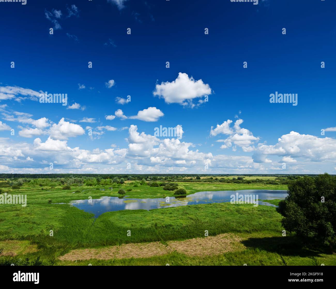 Large reed field hi-res stock photography and images - Alamy