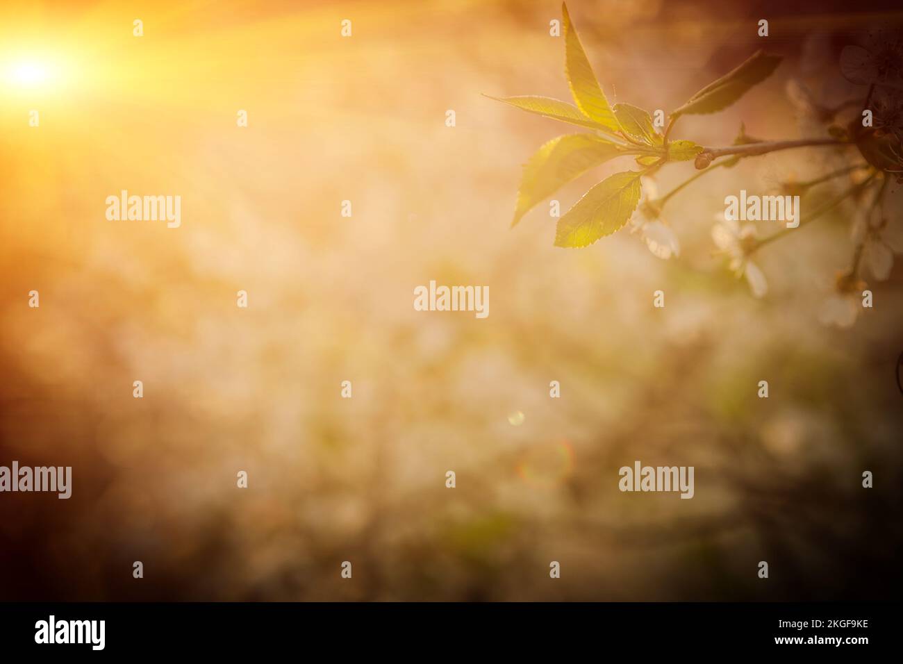 sunset view plant of cherry tree on blurred foggy sunny background ...
