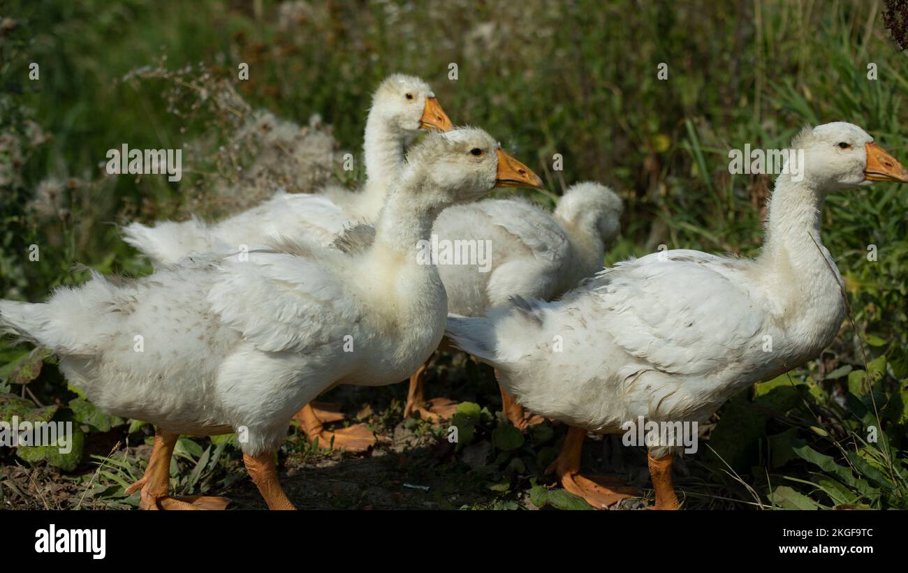 Geese in summer. Geese on farm in village. Waterfowl on shore. Goslings ...
