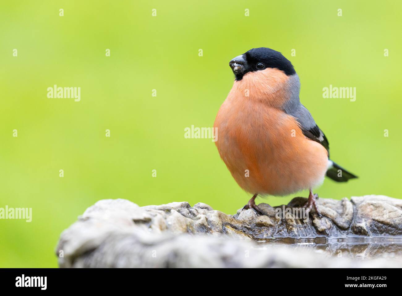 Male Eurasian Bullfinch [ Pyrrhula pyrrhula ] drinking at garden ...
