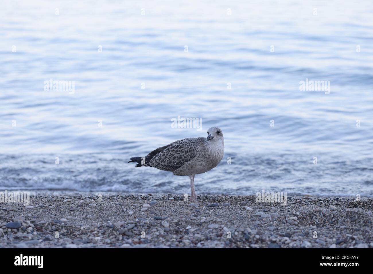 White and grey seagull on pebbles sea shore Stock Photo - Alamy