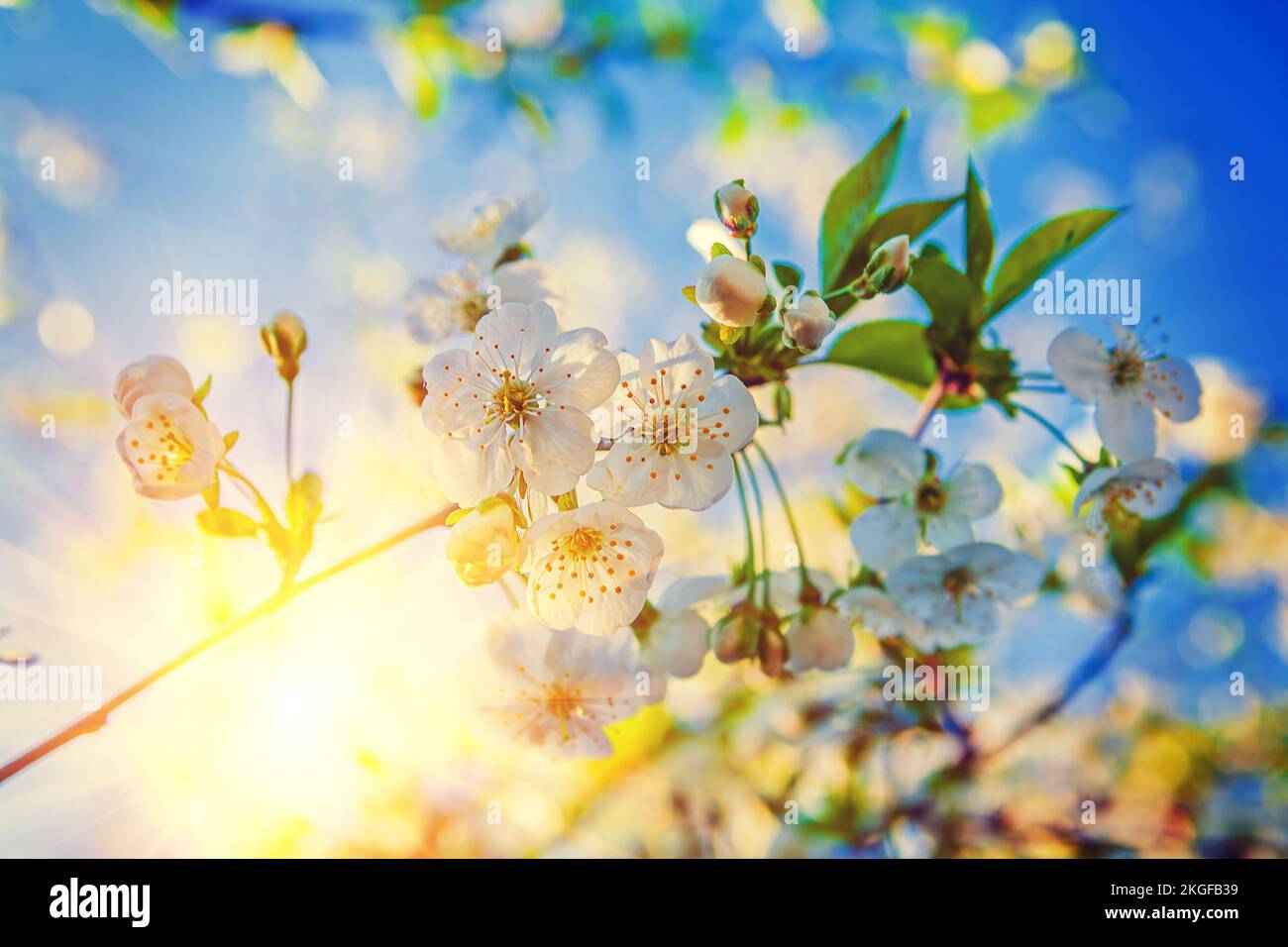 translucent sun through blossoming herry tree floral background ...