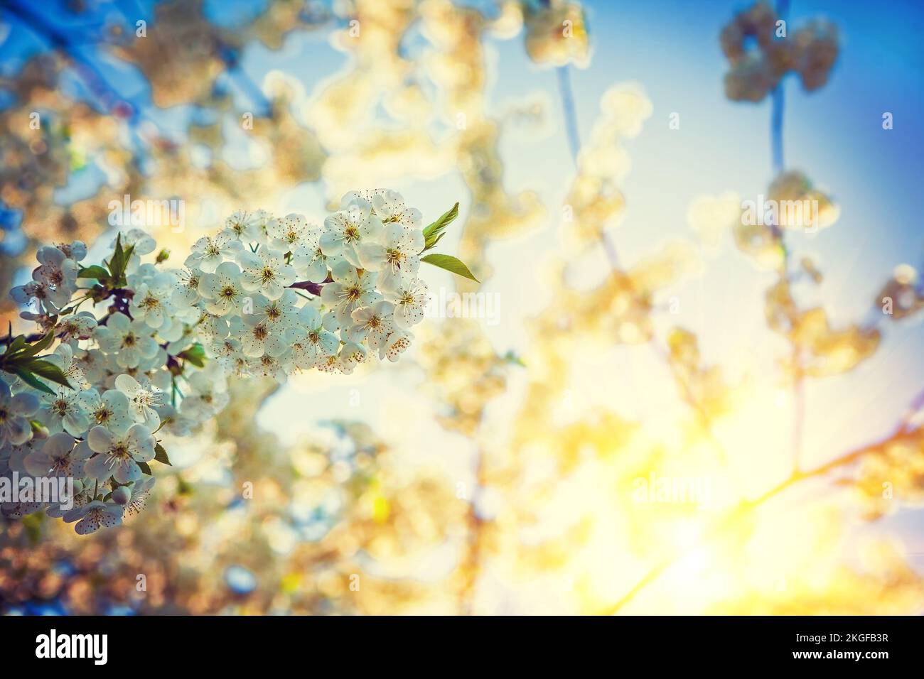 translucent sun on sunrise through crone of blossoming cherry floral ...