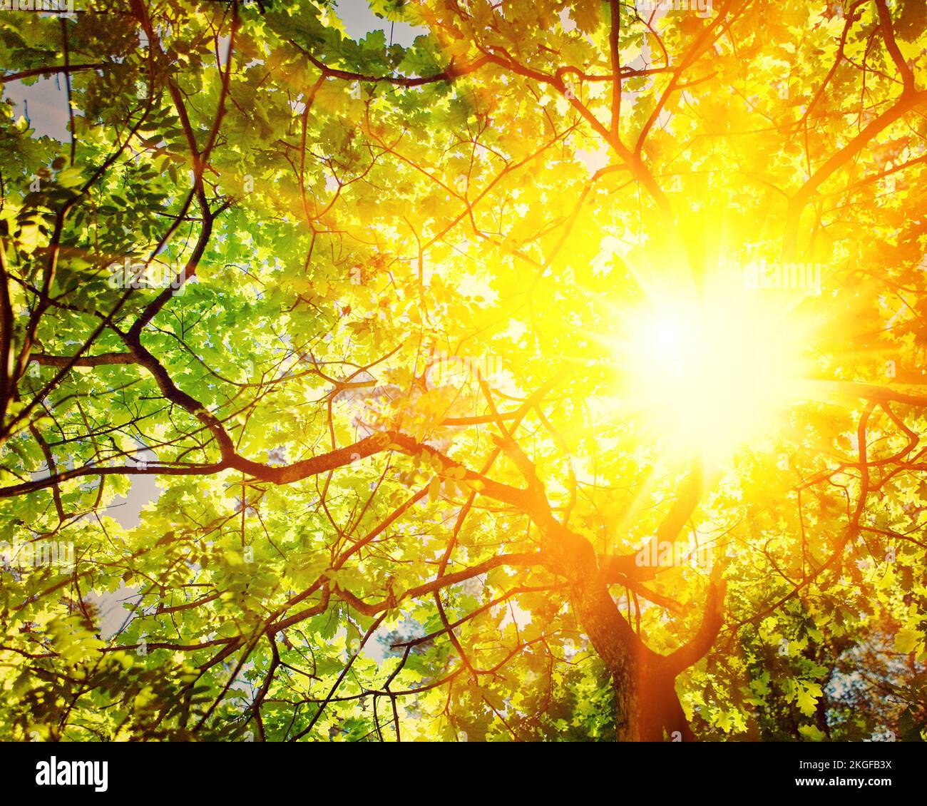 translucent sun through branches of oak tree instagram stile Stock ...