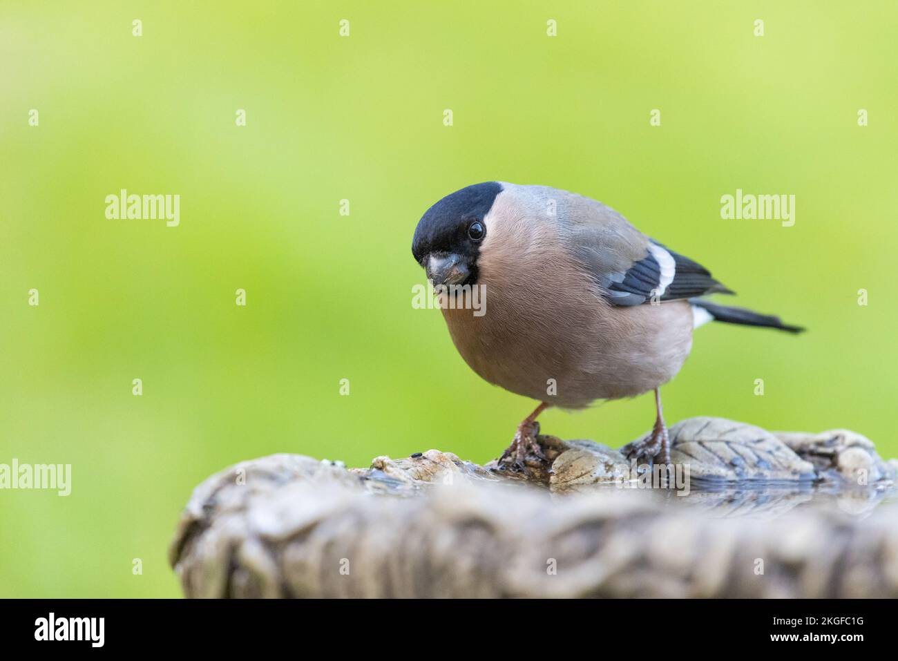 Female Eurasian Bullfinch [ Pyrrhula pyrrhula ] drinking at garden ...