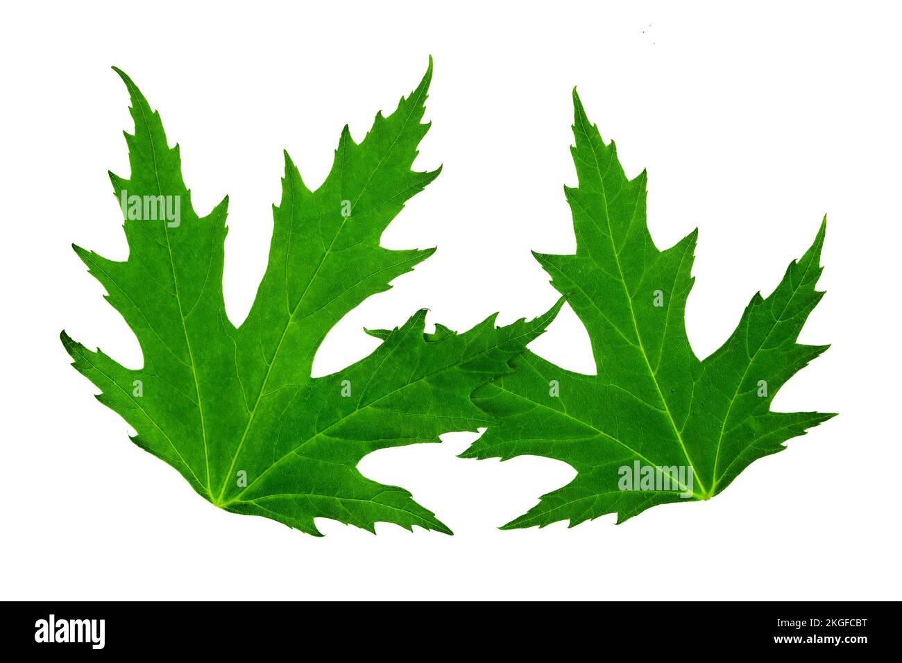 Two textured leaves hi-res stock photography and images - Alamy