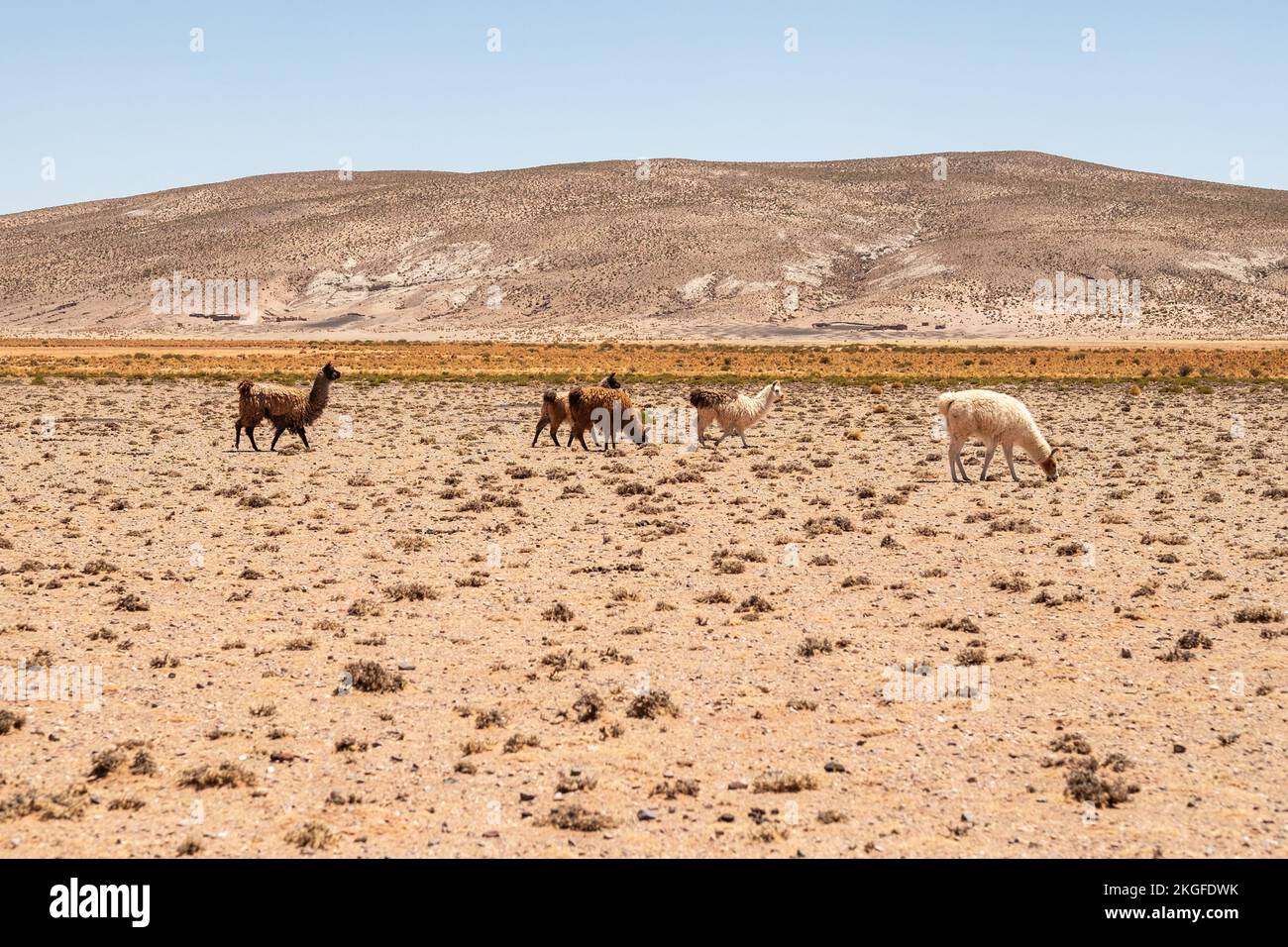 LLamas roaming freely in the Bolivian High Plains during a guided tour ...