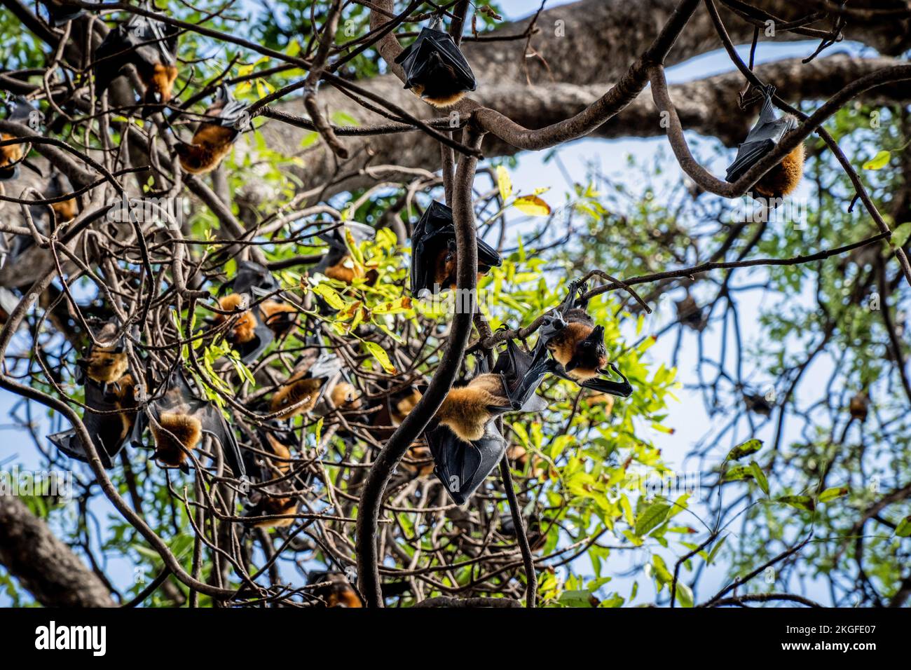 Phnom Penh, Cambodia. 23rd Nov, 2022. A tree full of Flying Fox Bats is ...