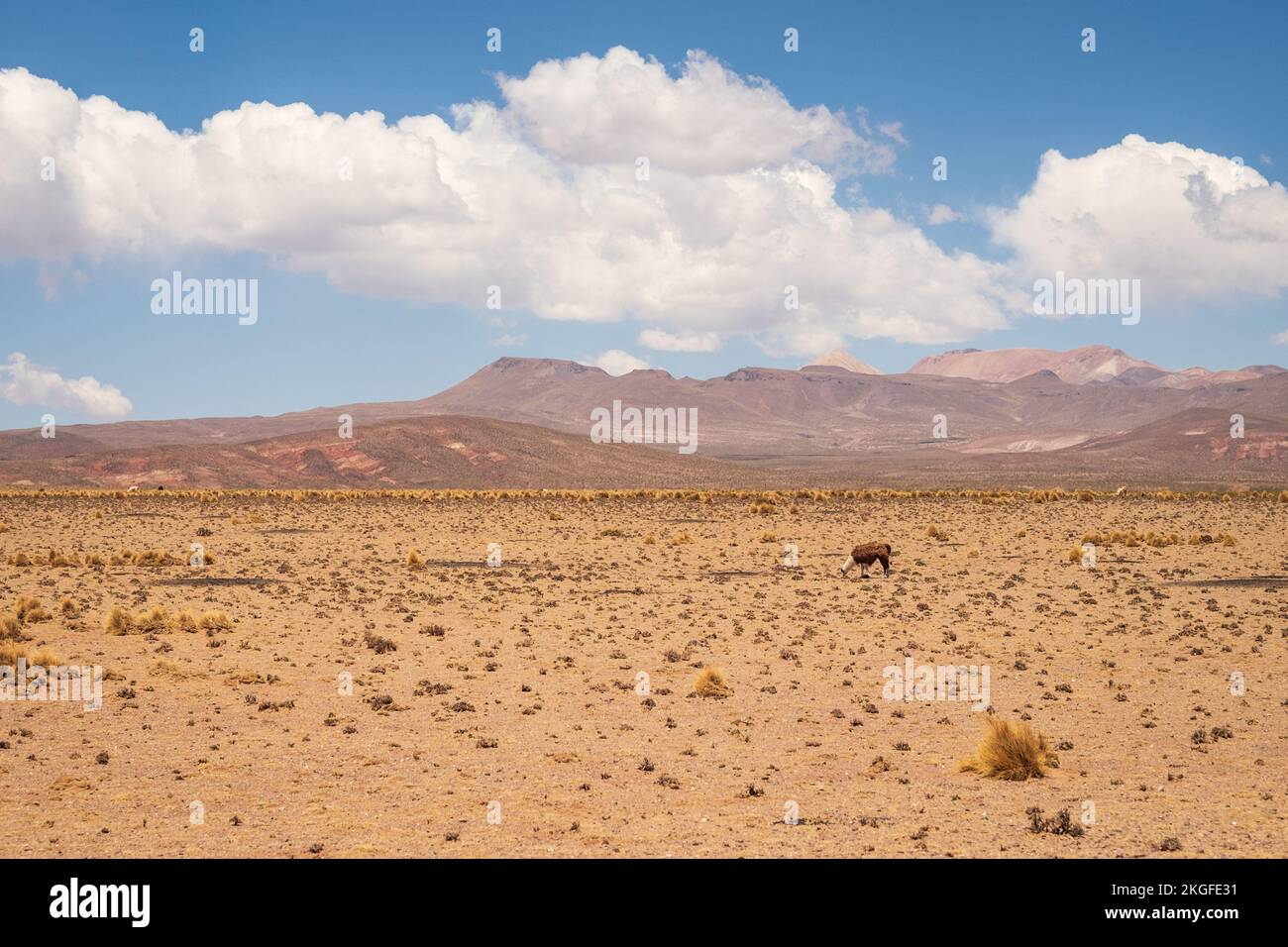 LLamas roaming freely in the Bolivian High Plains during a guided tour ...
