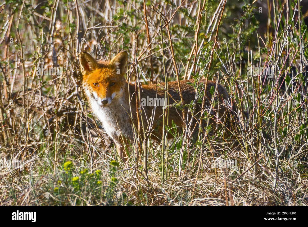 Fox in the bushes hi-res stock photography and images - Alamy