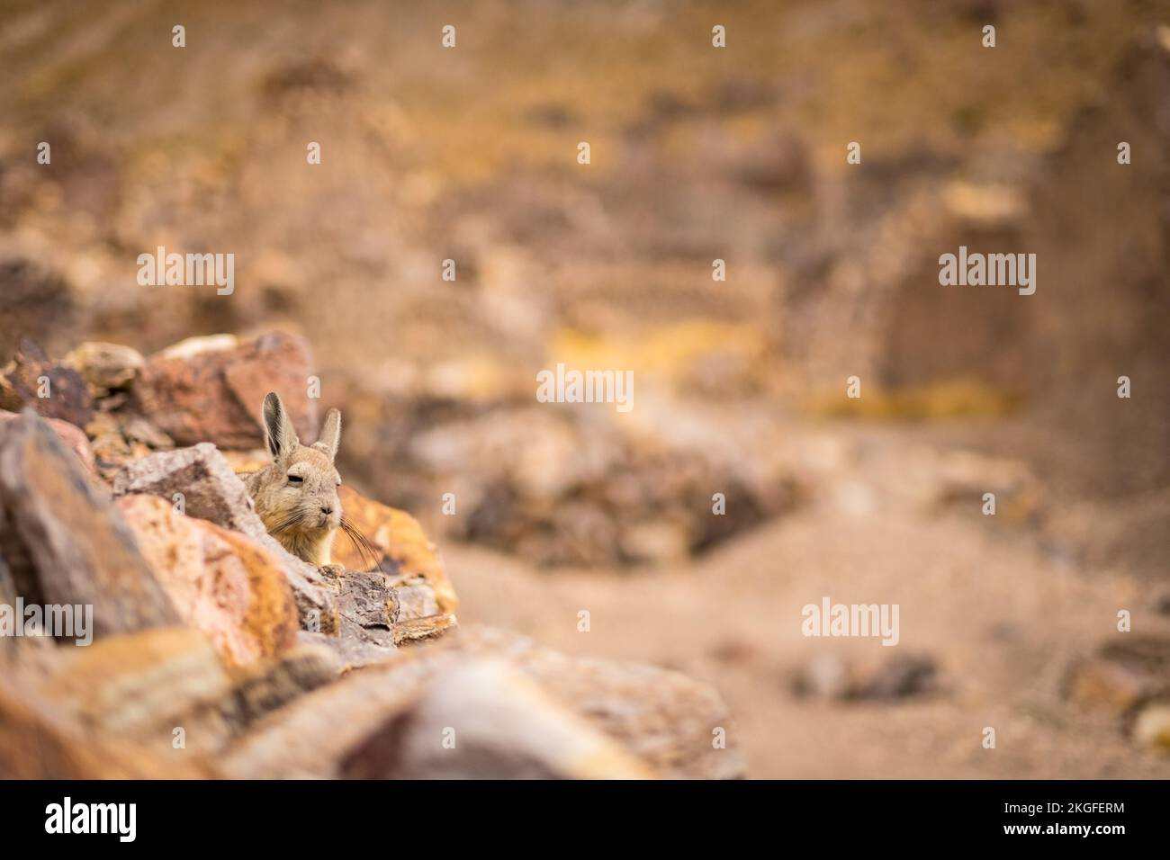 Viscacha or Vizcacha (Lagidium viscacia) at the ruins of the abandoned ...