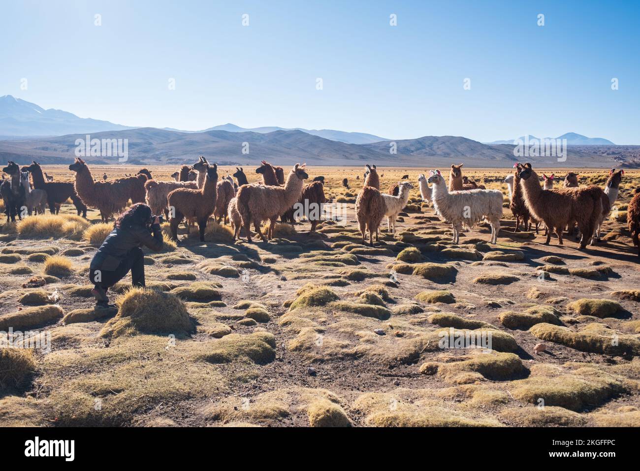 Female tourist photographing a close flock of llamas roaming free on ...