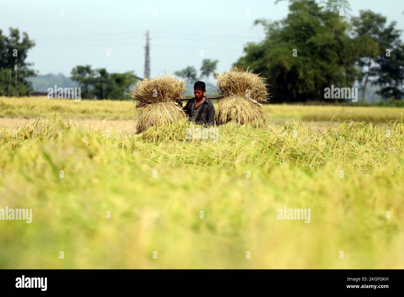 Workers harvest rice at a paddy field in Chittagong during harvest ...