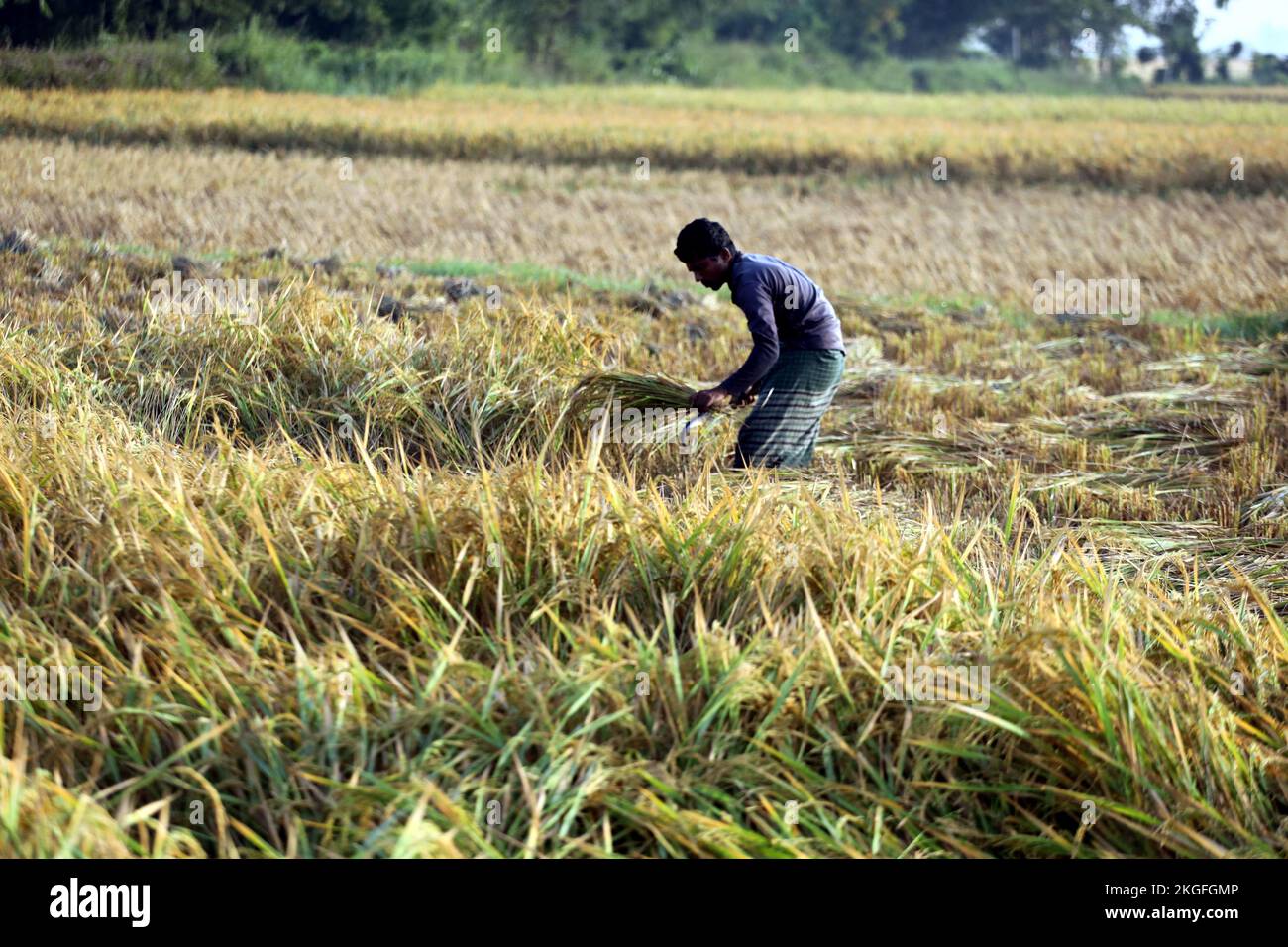 Workers harvest rice at a paddy field in Chittagong during harvest ...