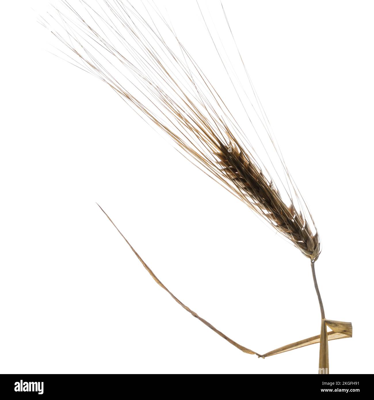 an ear of corn in backlight with a white background on a trasparent ...