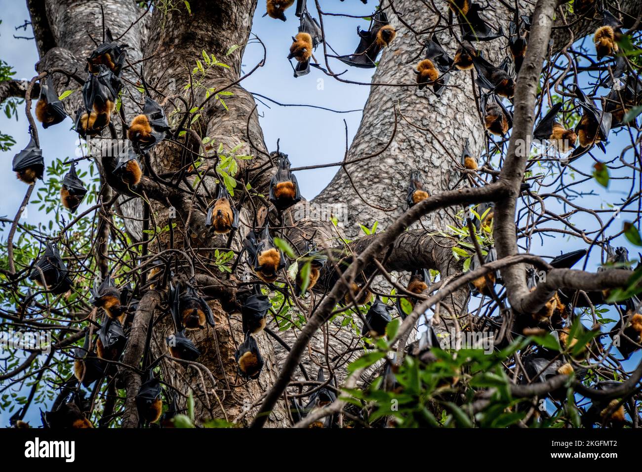 Phnom Penh, Cambodia. 23rd Nov, 2022. A tree full of Flying Fox Bats is ...