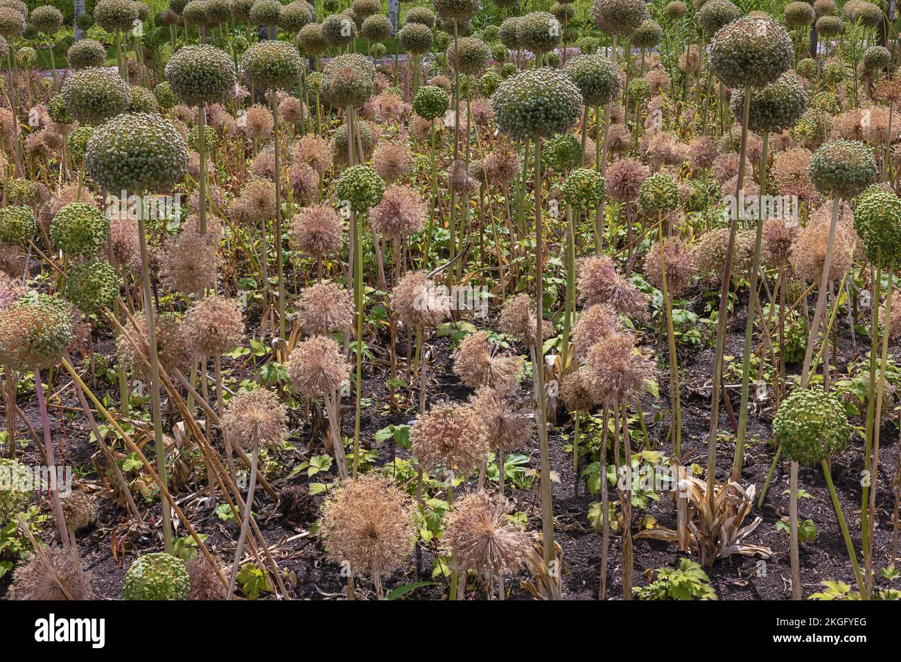 Field with ornamental onion with fresh and dried out plants Stock Photo ...