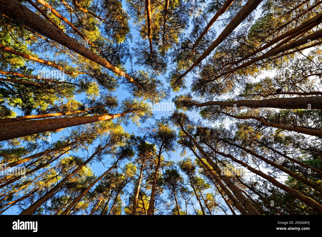 Trees looking straight up into canopy forest hi-res stock photography ...