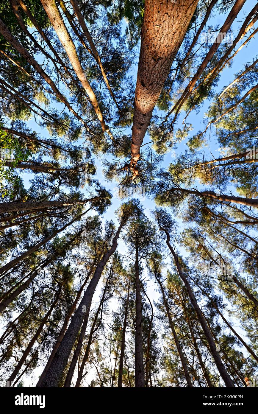 Trees looking straight up into canopy forest hi-res stock photography ...