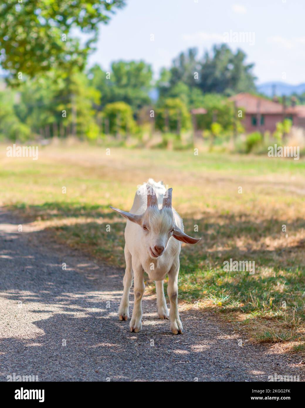 Little white goat look at the camera. Domestic animal graze in the ...