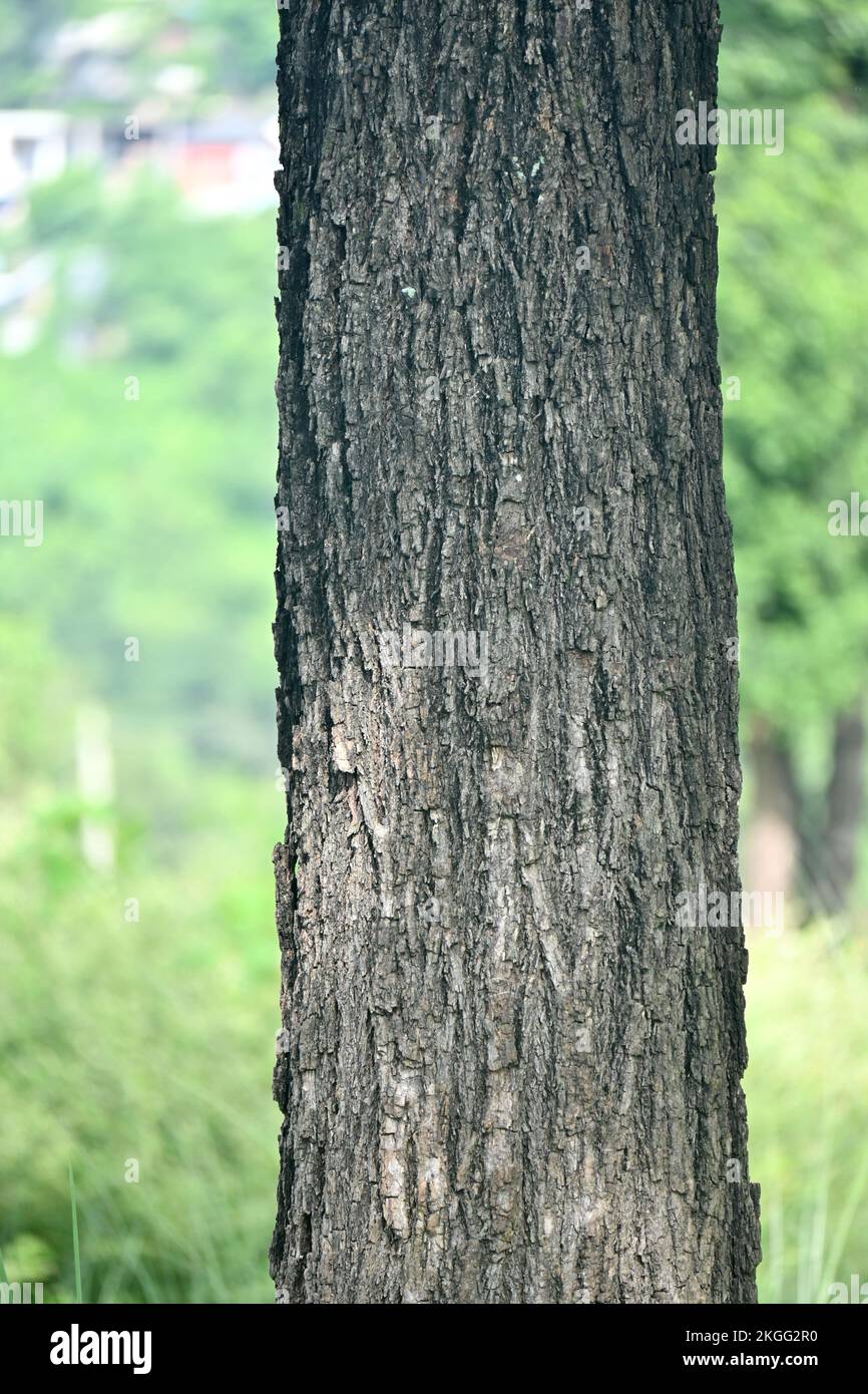 A vertical closeup of a tree bark texture on a tree trunk captured in a ...