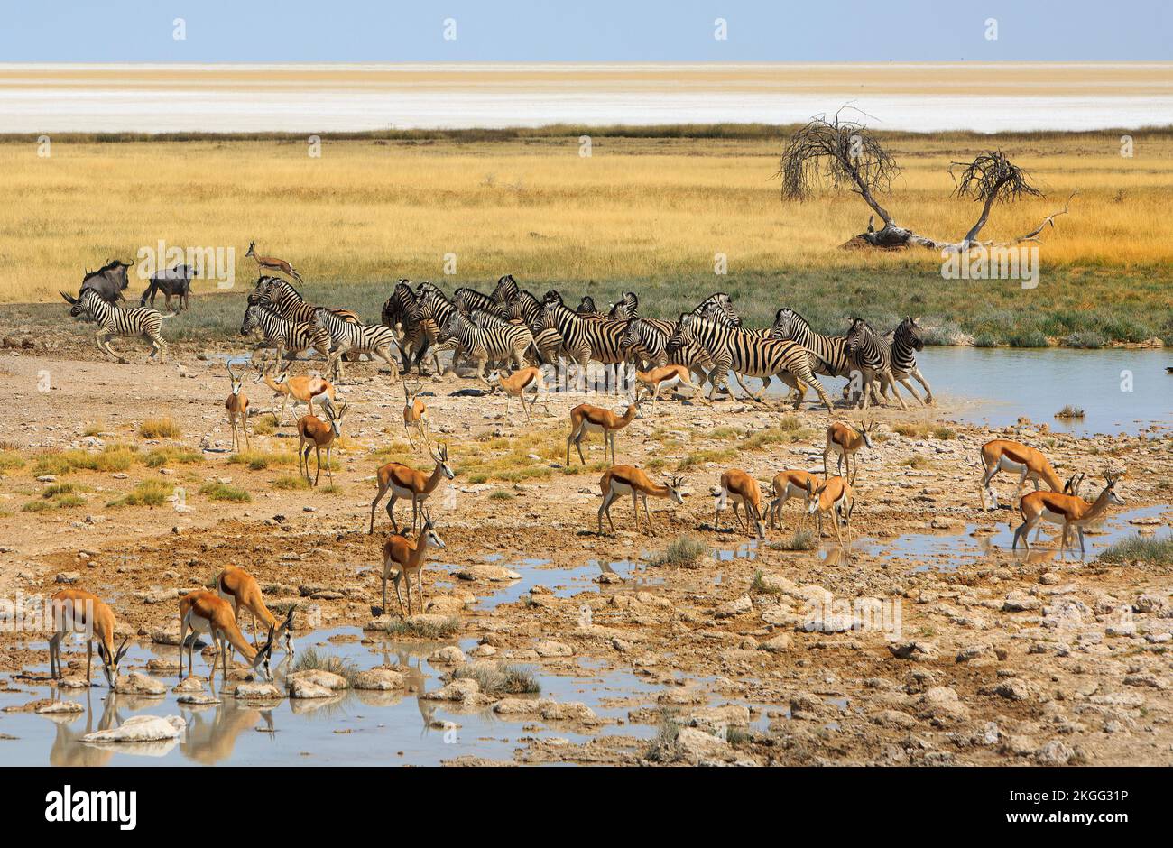 African Waterhole sceone, with Zebra just about to run - with ...