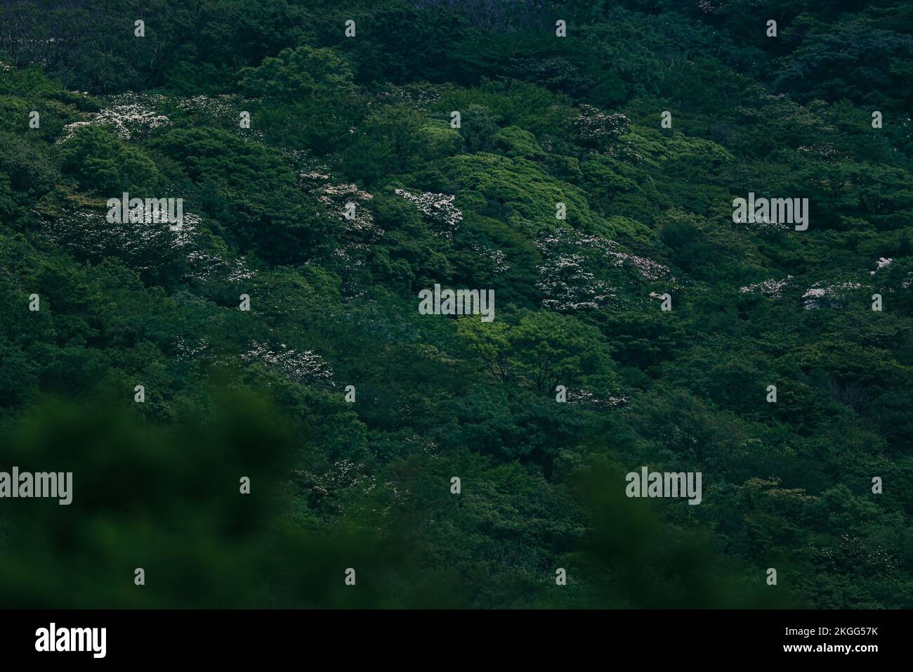 Flowers in a forest Stock Photo - Alamy