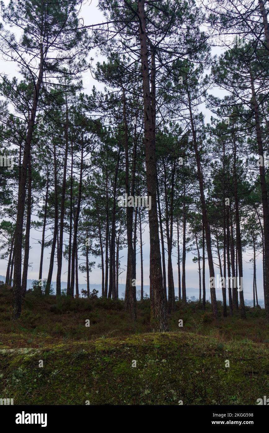 Pine forest among the hills Stock Photo - Alamy