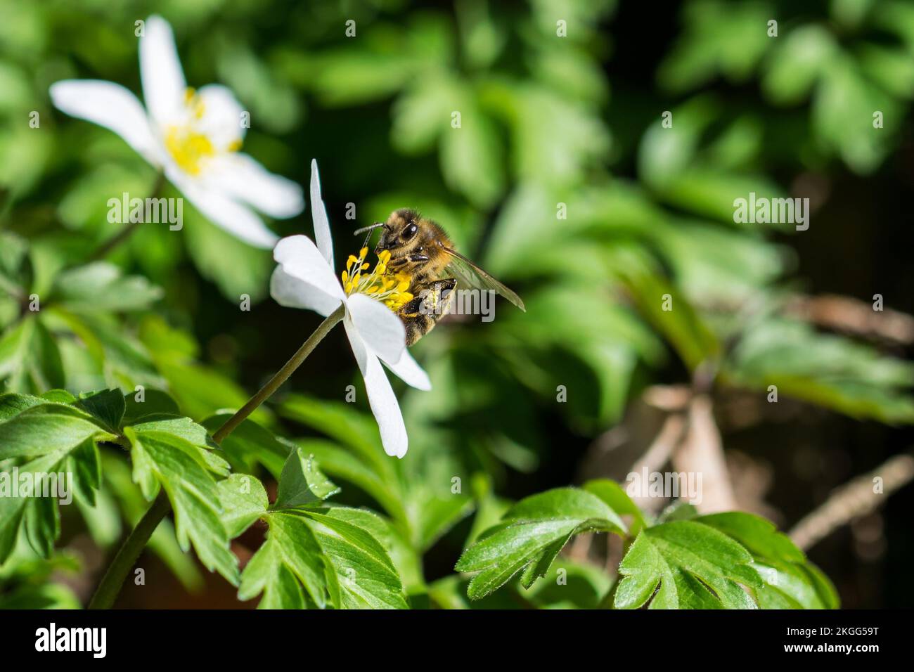 A closeup shot of a little bee sitting on a blooming fresh chamomile in ...