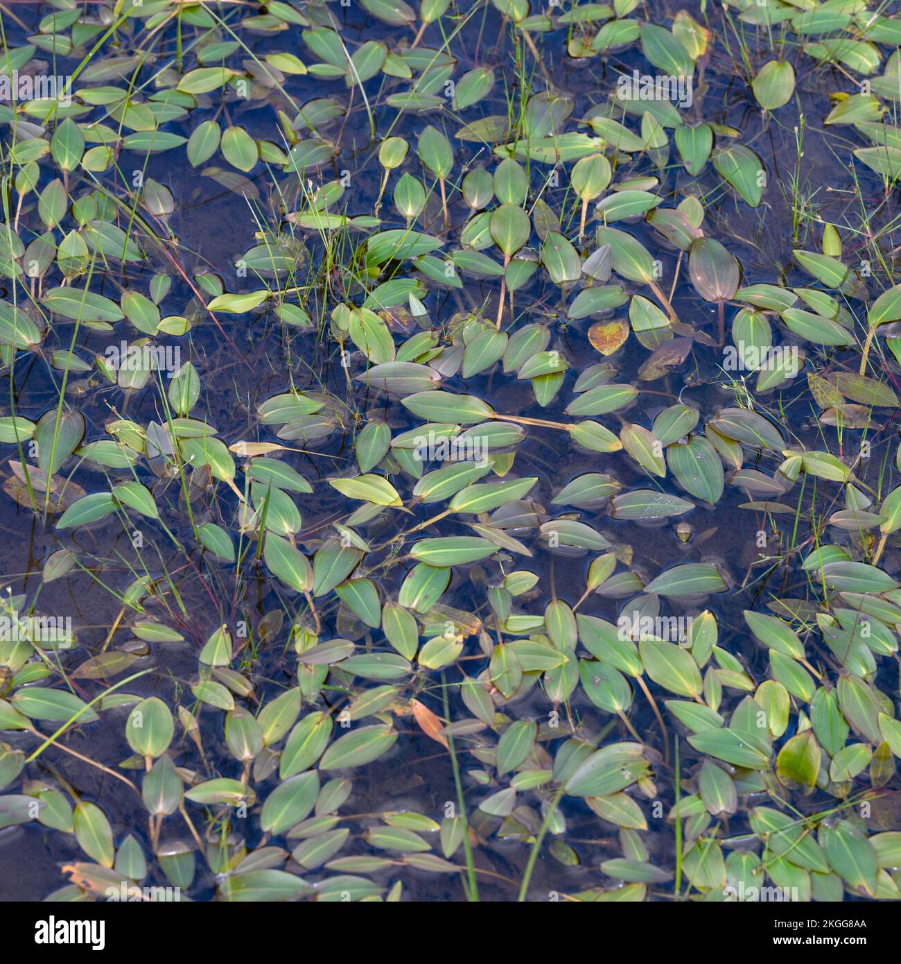 Floating Pondweed (Potamogeton natans) growing wild in the Lake ...