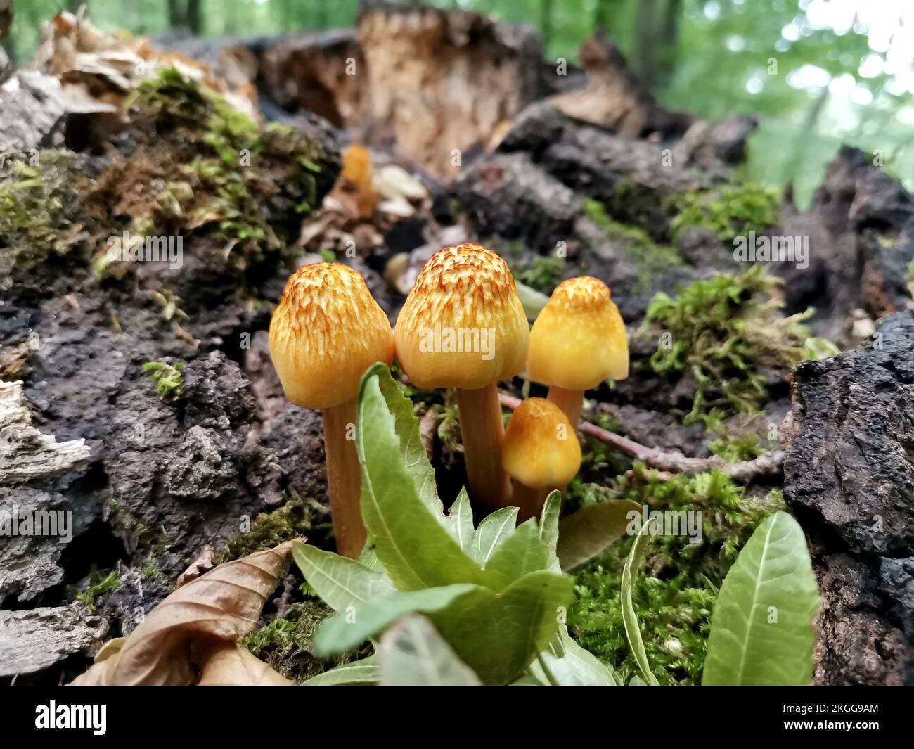 A selective focus shot of brownish-yellow cute Magic mushrooms on wet ...