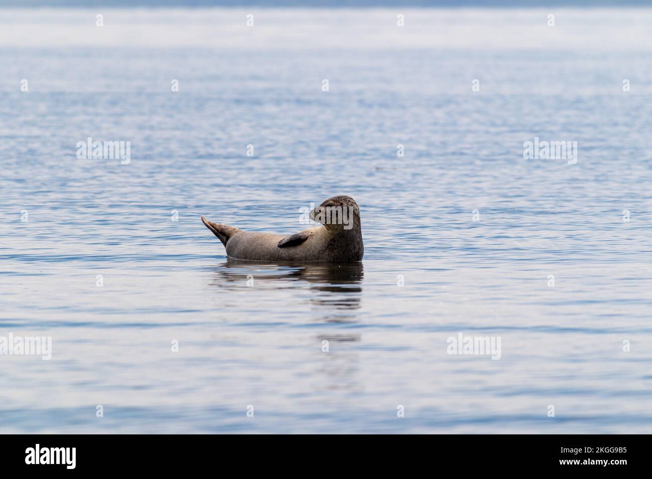 A side view of adorable Harbor seal and its reflection in water Stock ...